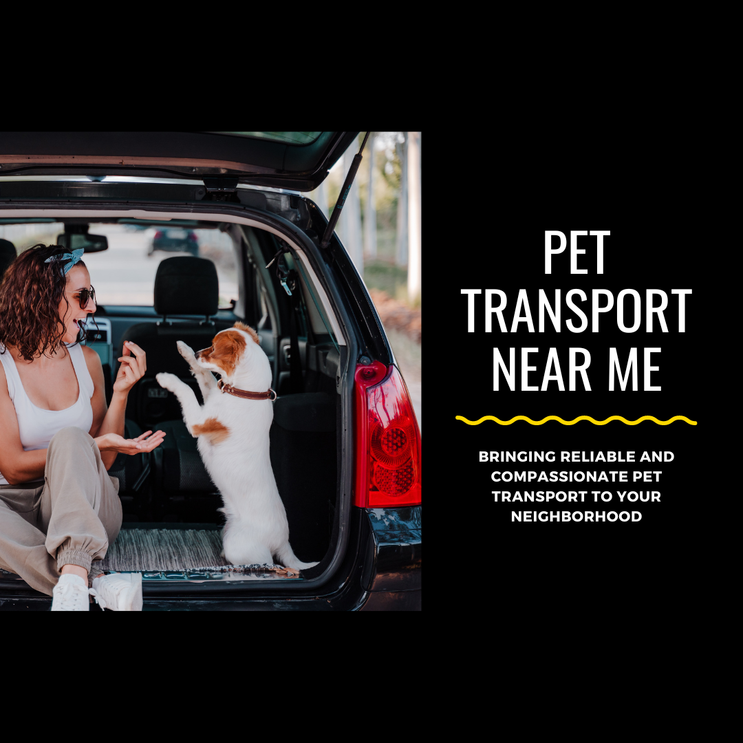 Local Pet Transport Services - Safe & Reliable | Pet Transport Near Me